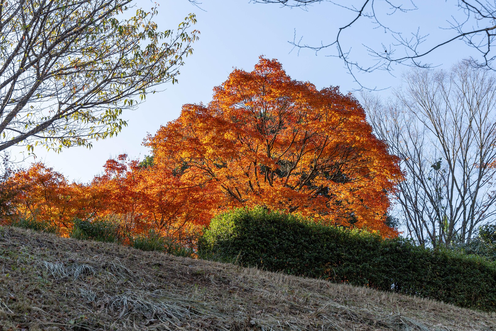 紅葉満開の立田山 / kinjunさんの立田山の活動データ | YAMAP / ヤマップ