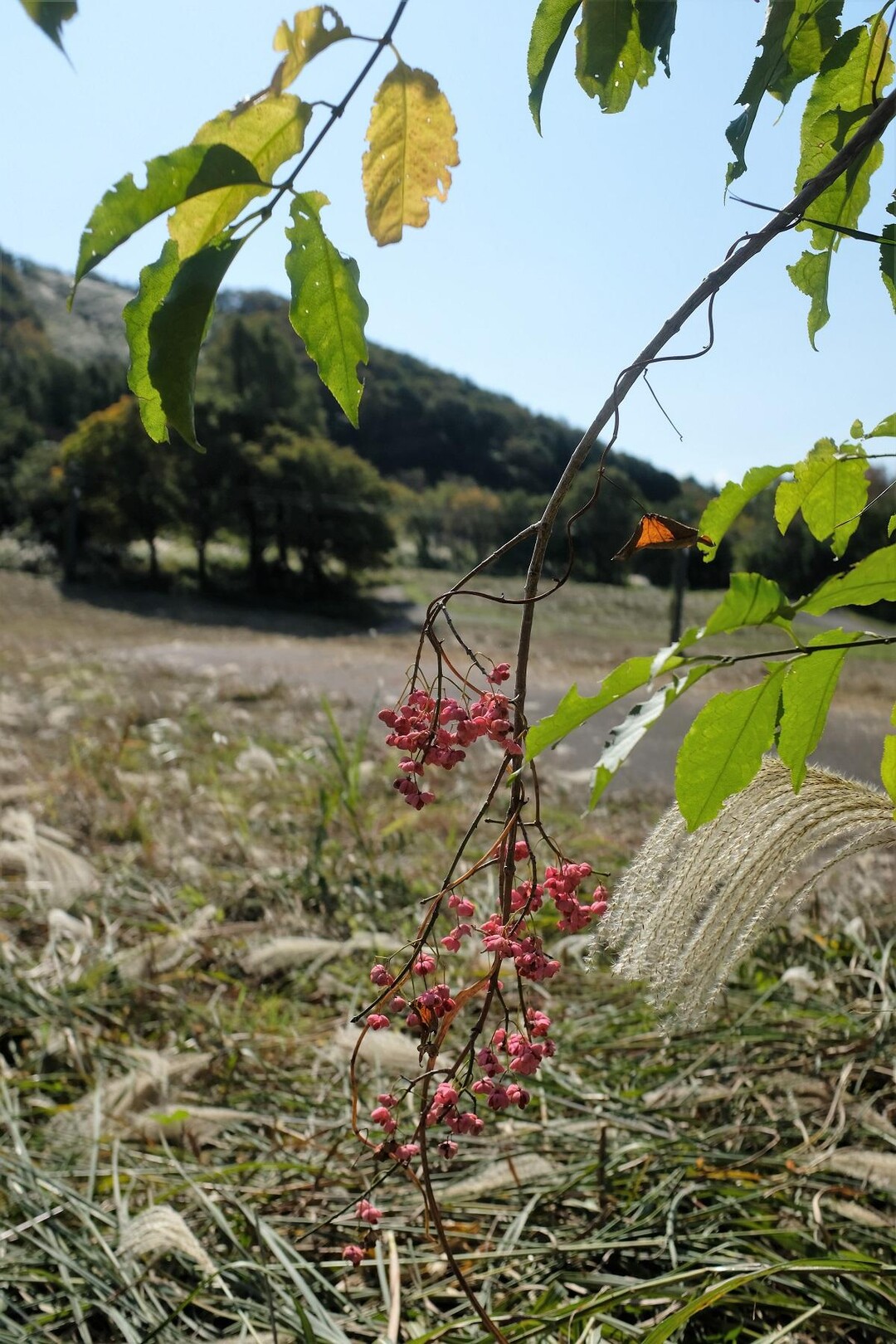 ’22・10・28 ① キゴ山のマユ... / SMさんのモーメント | YAMAP / ヤマップ