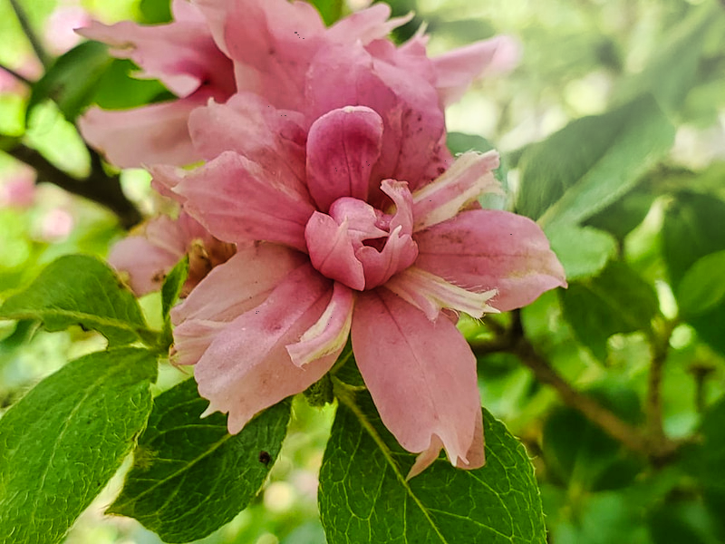 開花情報・・・https://yamap... / sin358さんのモーメント | YAMAP / ヤマップ