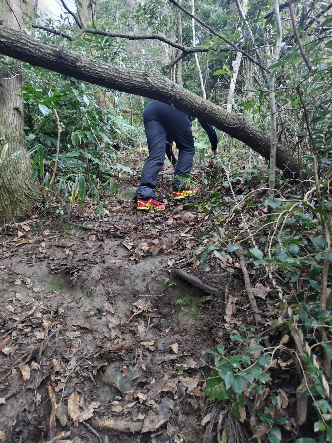 和久羅山・弥勒山・嵩山 / mipotさんの嵩山・和久羅山の活動データ | YAMAP / ヤマップ