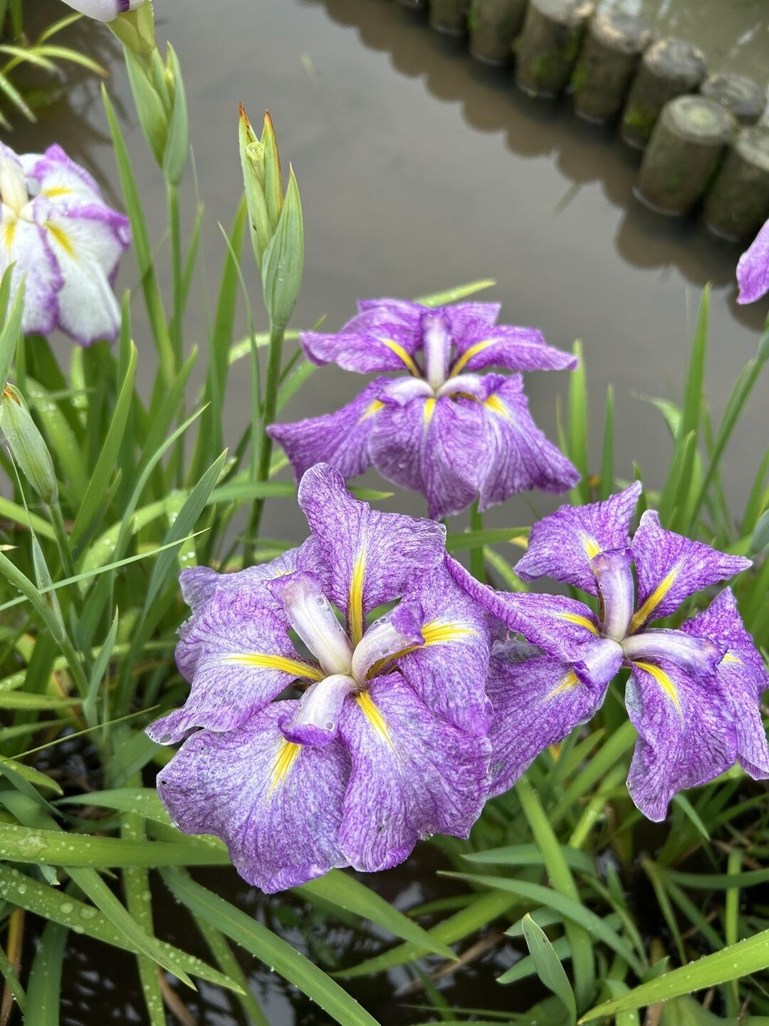 東村山北山公園 菖蒲祭 菖蒲は好きなお花... / eriさんのモーメント | YAMAP / ヤマップ