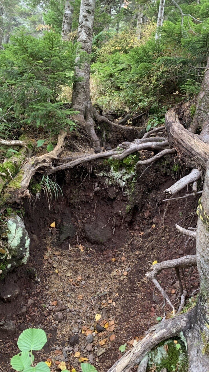 Haruさんの投稿したフィールドメモ | YAMAP / ヤマップ