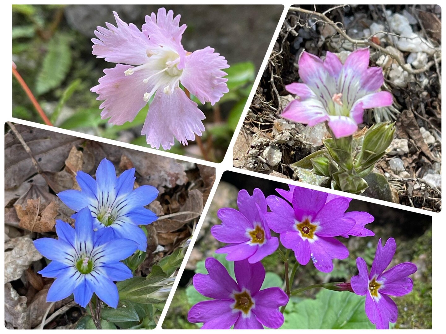 鎌ヶ岳 満腹🌸お花見ツアー / mizu*kaさんの御在所岳（御在所山）・雨乞岳の活動データ | YAMAP / ヤマップ