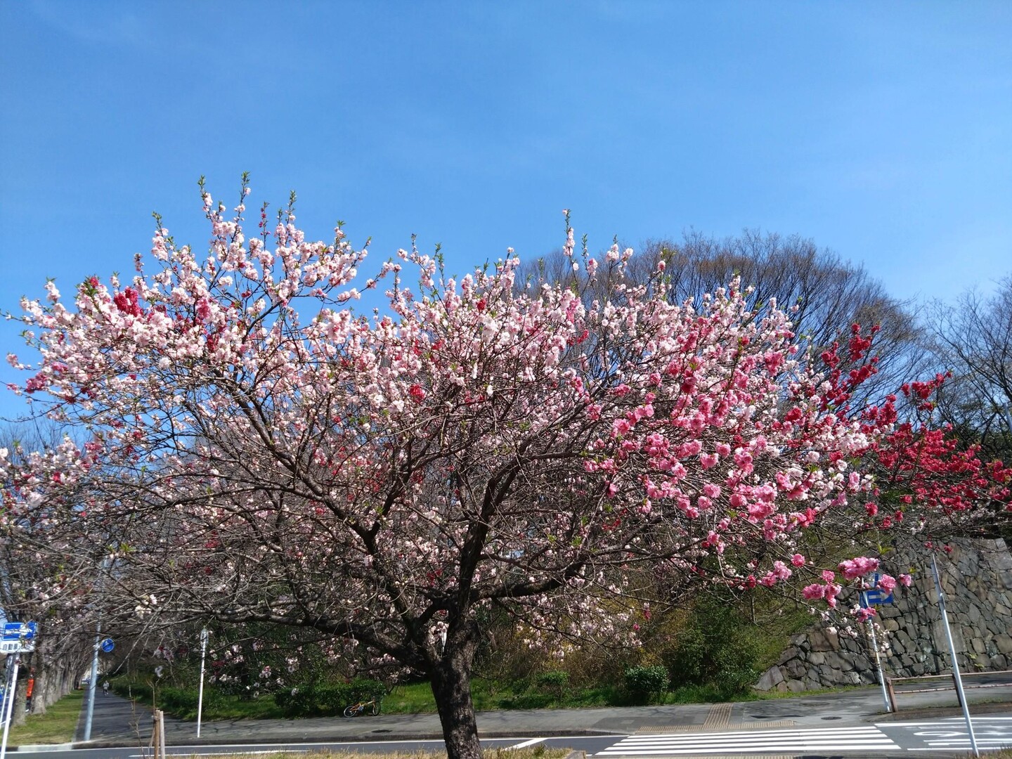 名古屋でGPSアート:桜🌸 / 青いBBペーパーさんの名古屋市の活動データ | YAMAP / ヤマップ