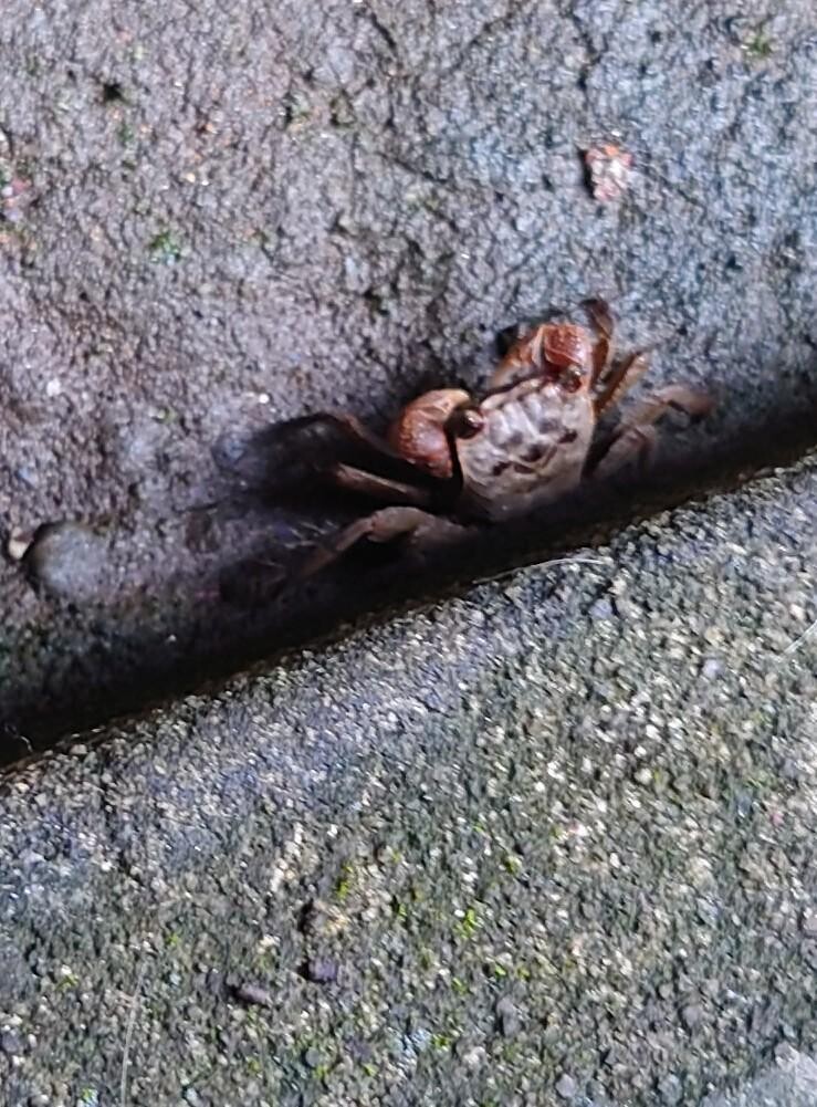 雨が降ると、こいつだらけになる。勢田川流... / dewarsさんのモーメント | YAMAP / ヤマップ