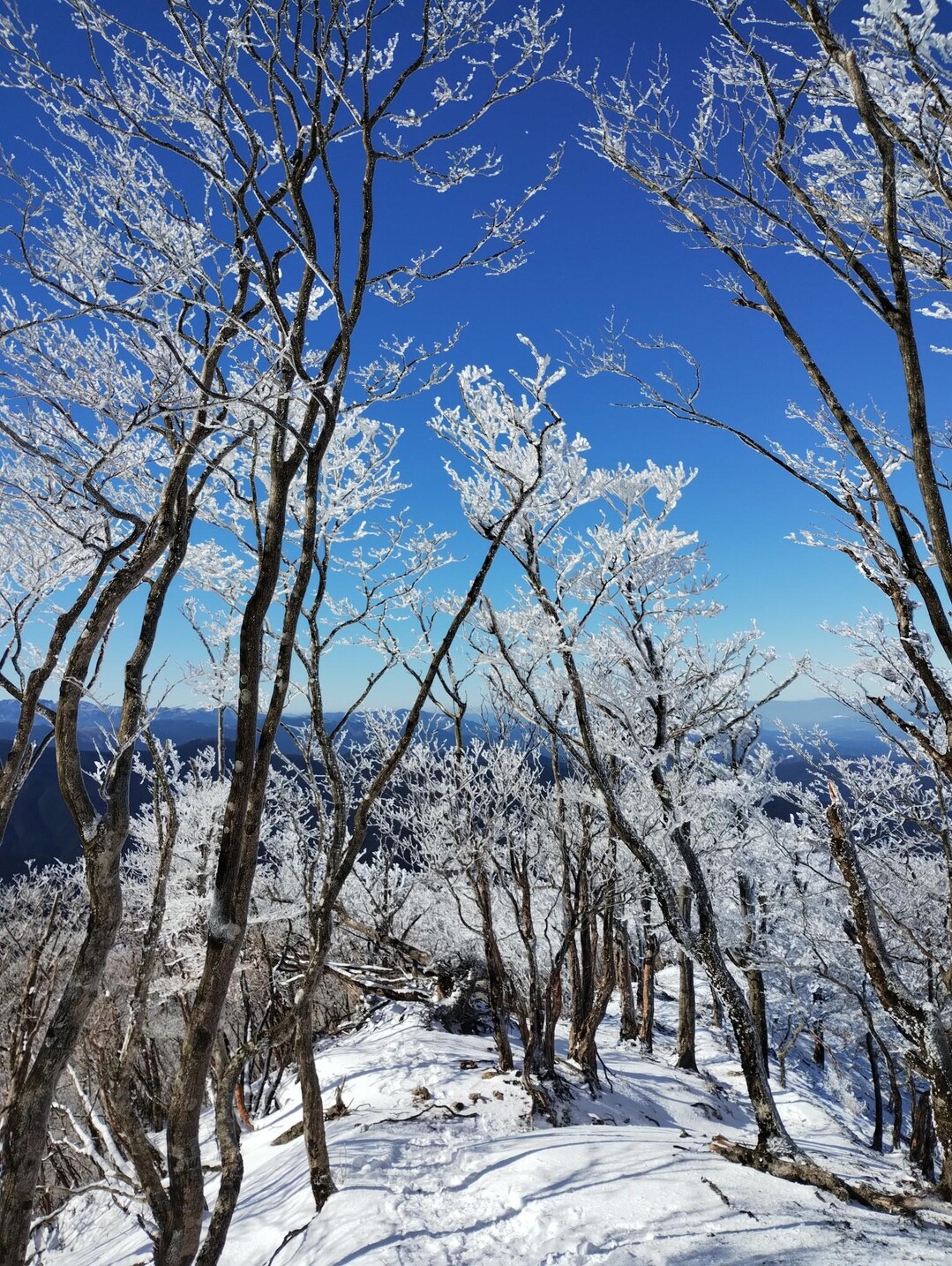 高見山 / bunさんの高見山・黒石山・天狗山の活動データ | YAMAP / ヤマップ