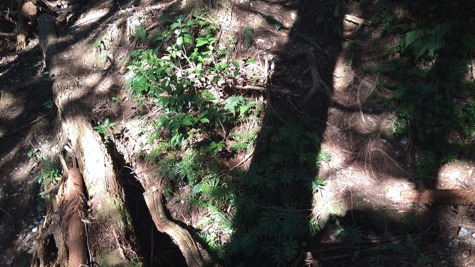 minyayonさんの投稿したフィールドメモ | YAMAP / ヤマップ