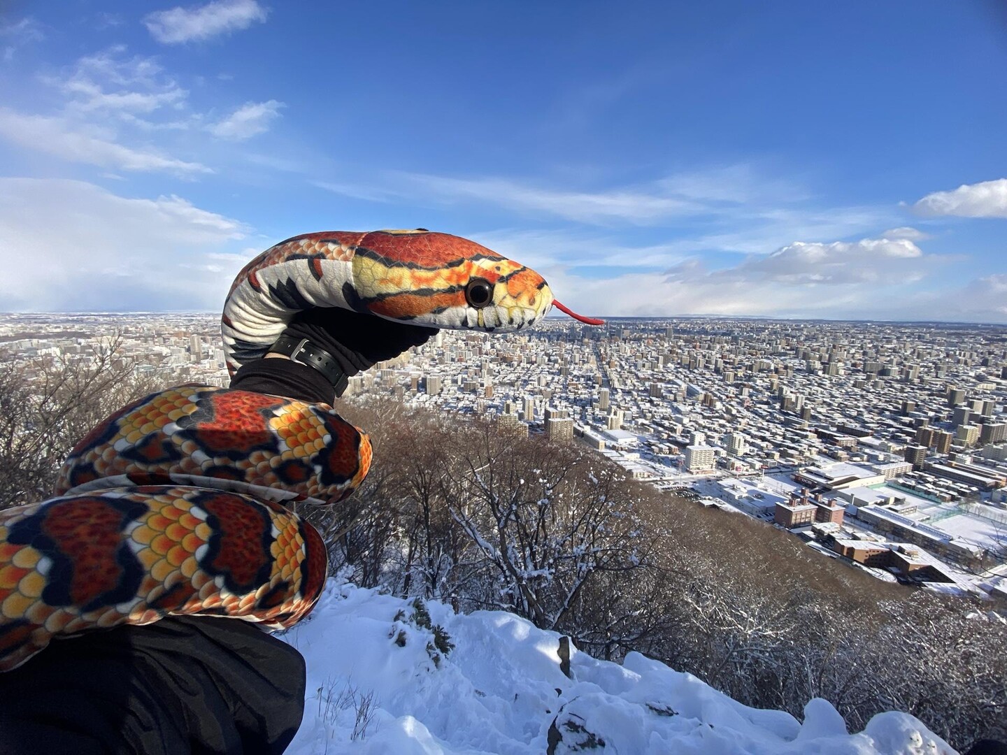 お代わり円山&ずー🐍#4 / yanさんの三角山・大倉山・円山の活動データ | YAMAP / ヤマップ