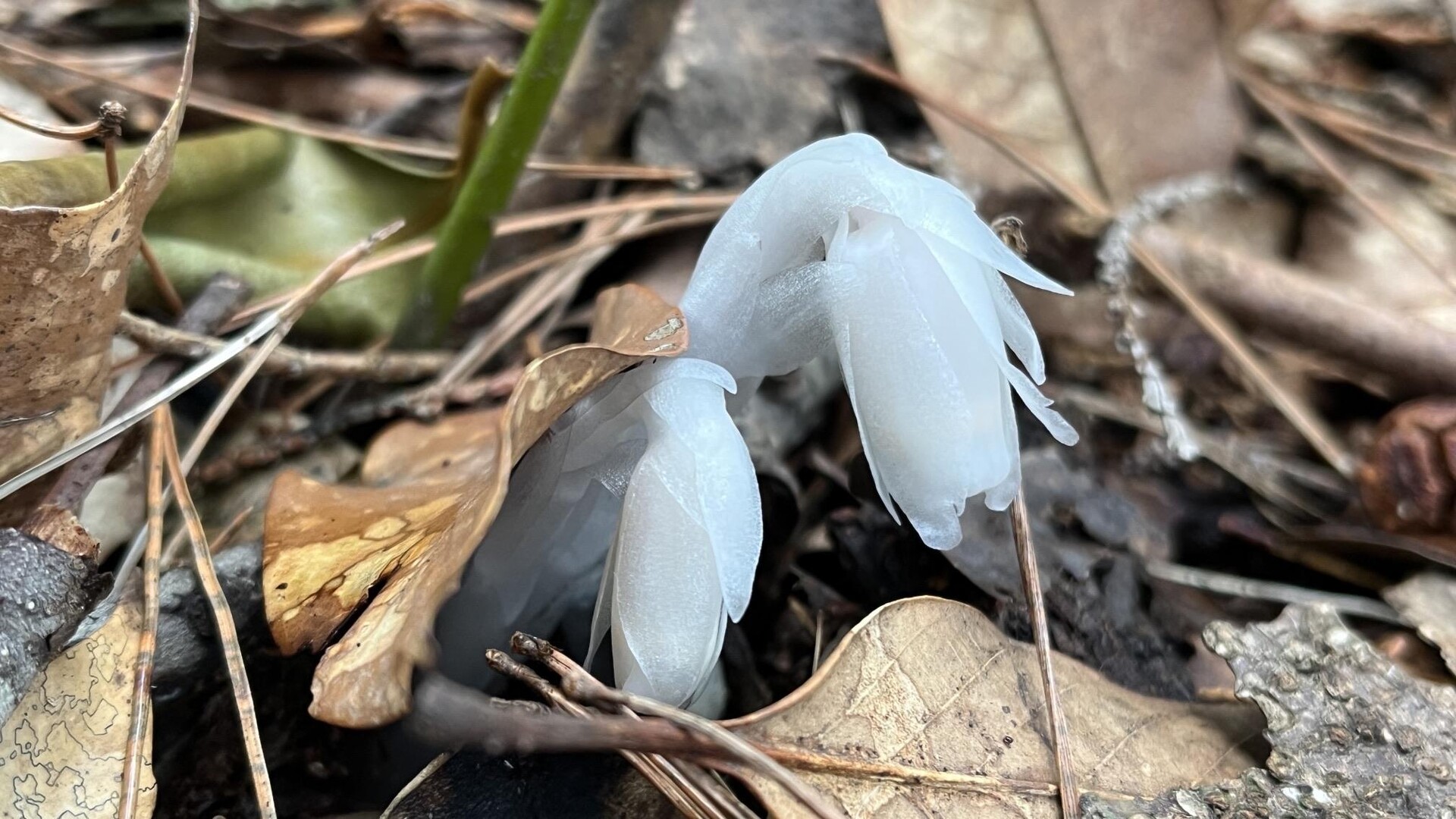 鳥屋山・麻底良山 / jan4422さんの雷山・井原山の活動データ | YAMAP / ヤマップ