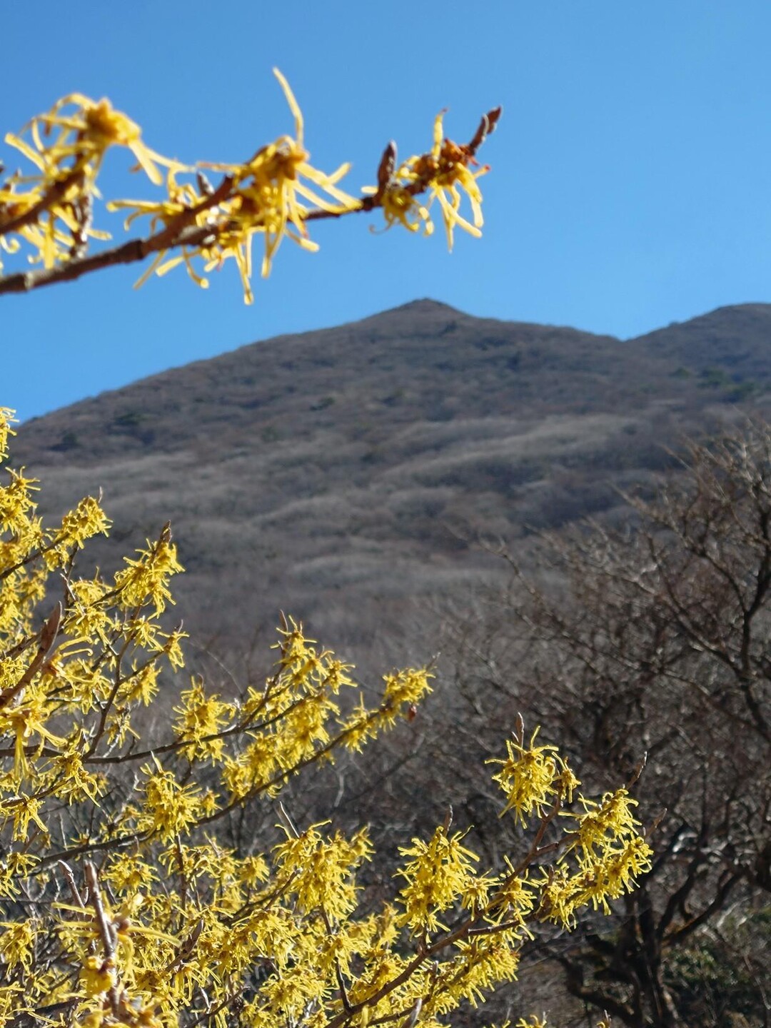 マンサクを見て 見晴らしヶ丘 / MS-DESさんの涌蓋山・猟師山の活動データ | YAMAP / ヤマップ