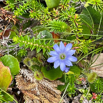 月居山 / 🍀kei🍀 さんの奥久慈男体山・月居山・篭岩（篭岩山）の活動データ | YAMAP / ヤマップ