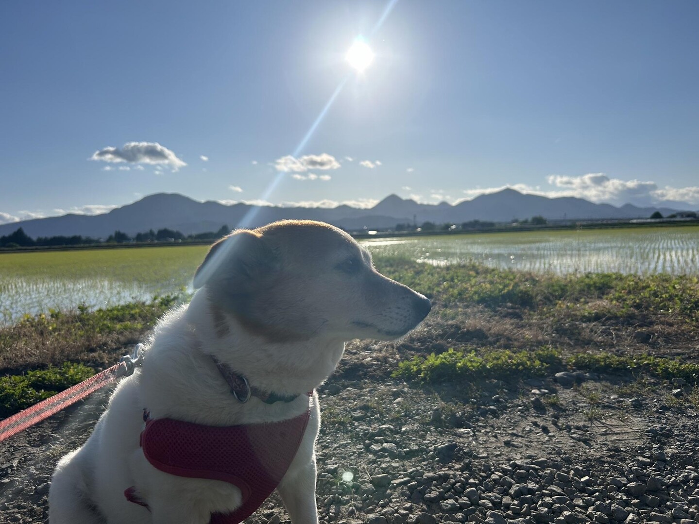 2024年南昌山山開き 前倉コース / Ta2さんの南昌山・東根山・箱ヶ森の活動データ | YAMAP / ヤマップ