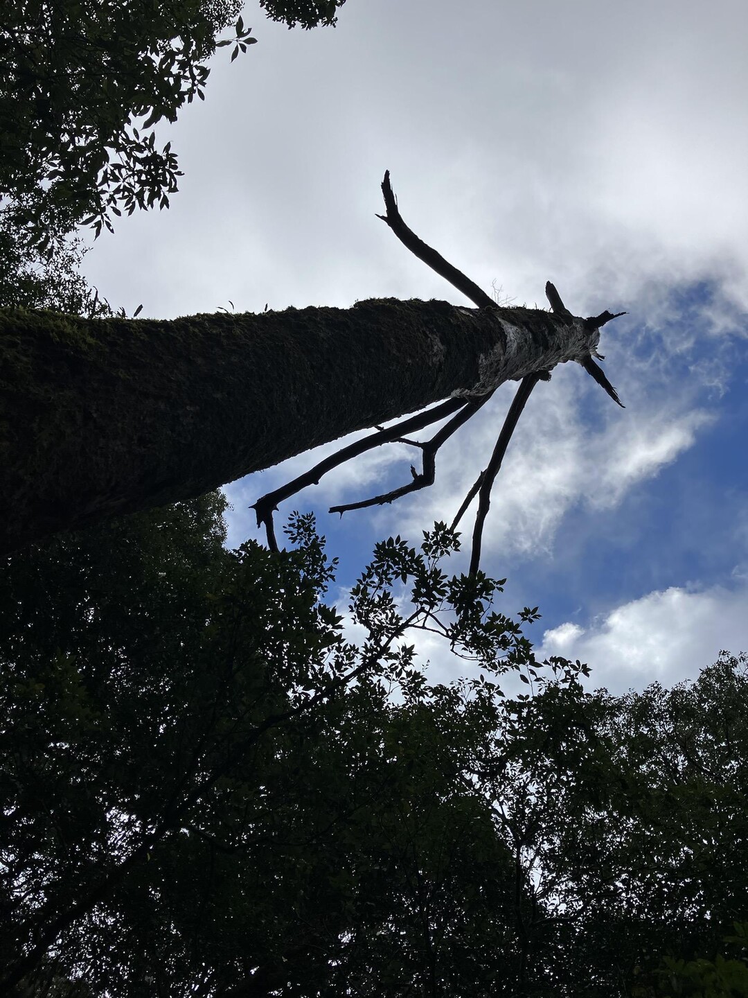 紫尾山(上宮山) / hide#43さんの紫尾山の活動データ | YAMAP / ヤマップ