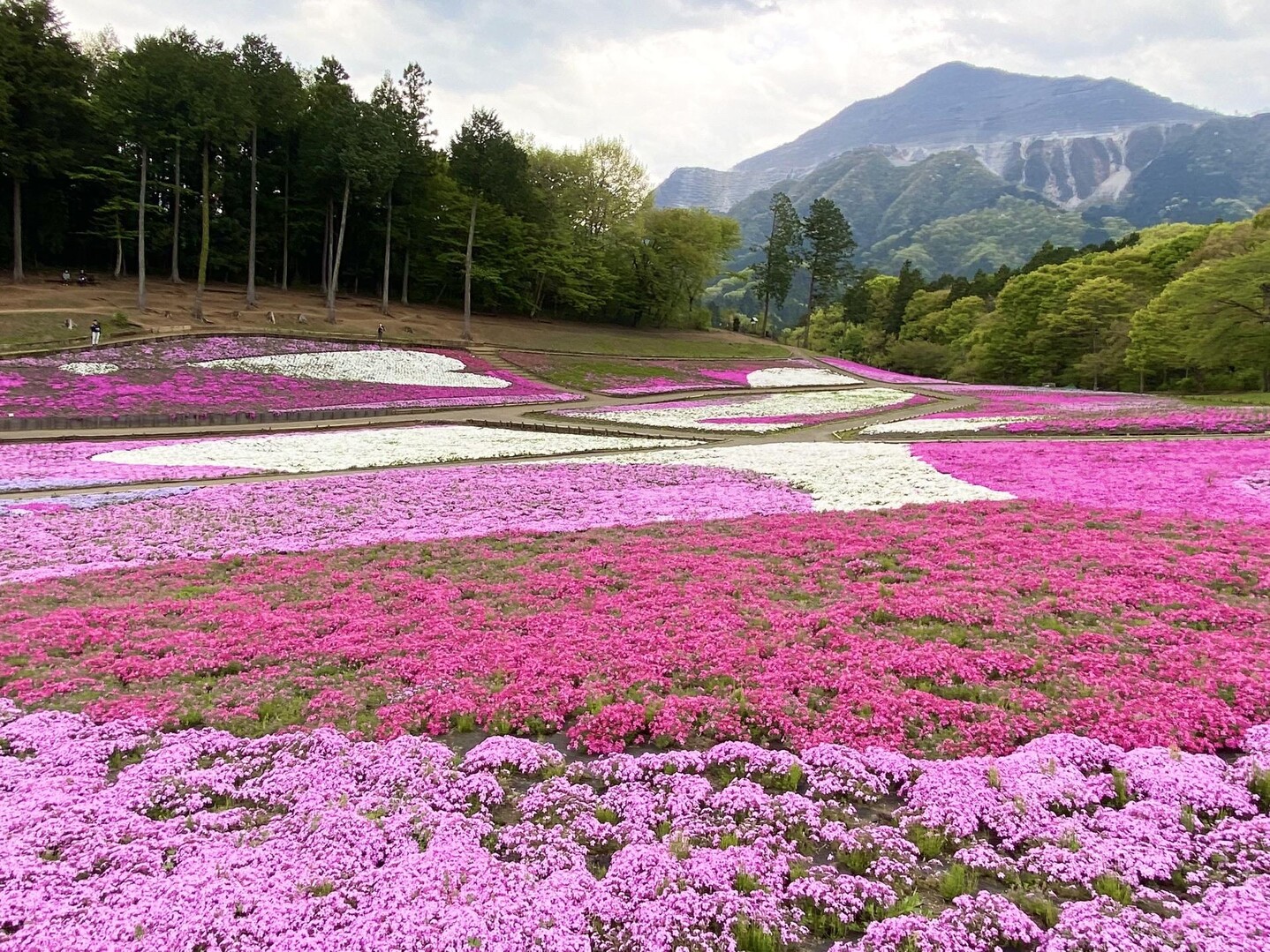 秩父羊山公園の芝桜まつりは、4月14日(... / MAYUMIさんのモーメント | YAMAP / ヤマップ