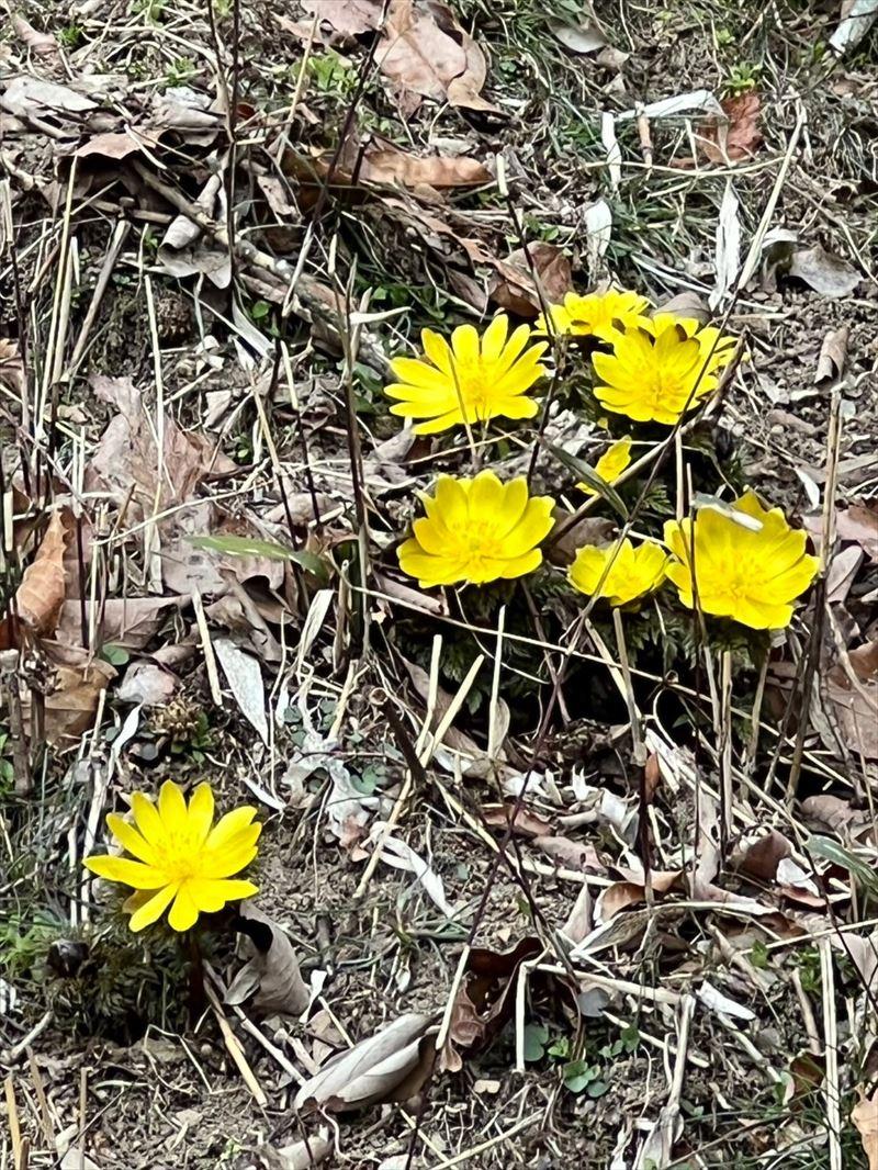 西山福寿草例会 https://kyot... / 京都趣味登山会さんのモーメント | YAMAP / ヤマップ
