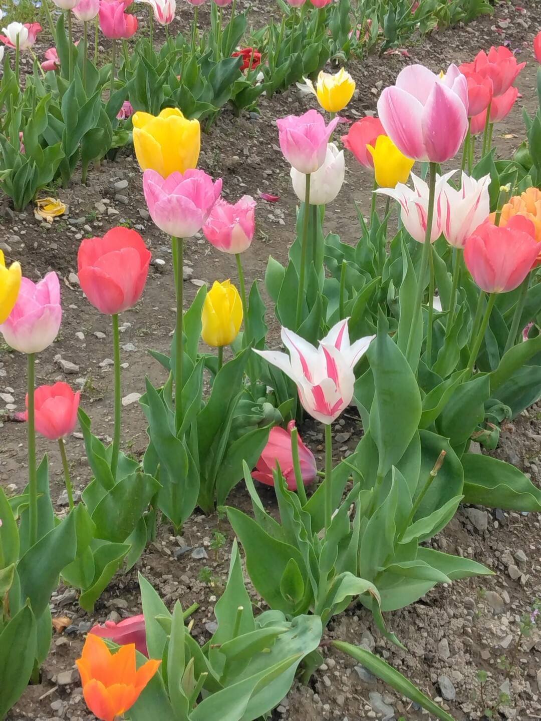 一杯咲いてたチューリップ🙌それから初めて池田山 / Kakkoさんの池田山の活動データ | YAMAP / ヤマップ