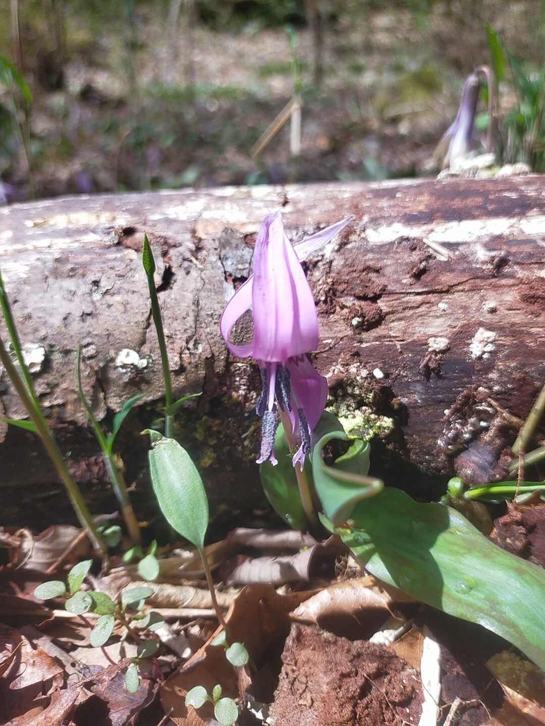 小塩山 / bunpakuさんのポンポン山・釈迦岳・小塩山・若山の活動データ | YAMAP / ヤマップ