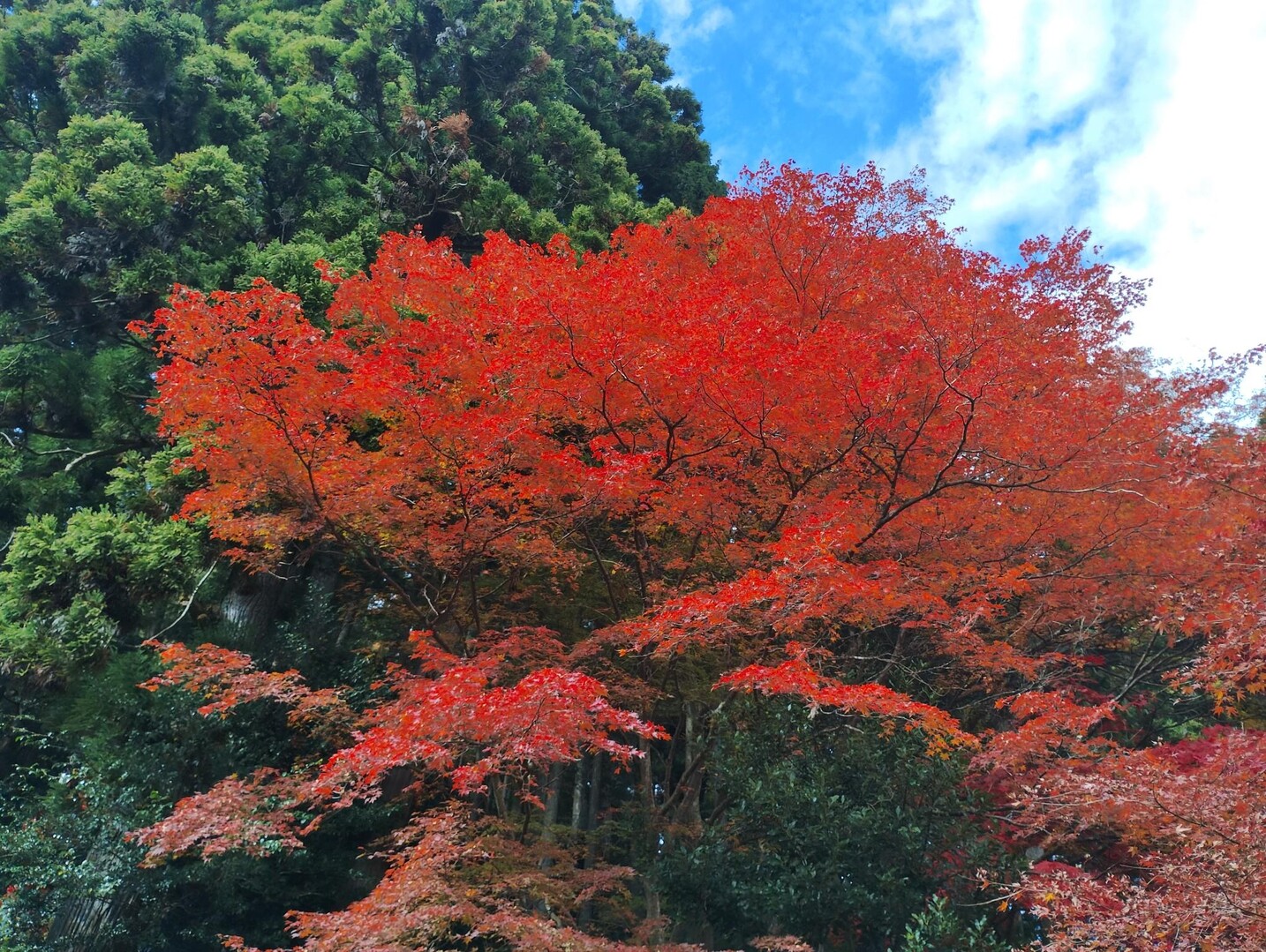 大山紅葉グルメツアー / Suzuさんの大山の活動データ | YAMAP / ヤマップ