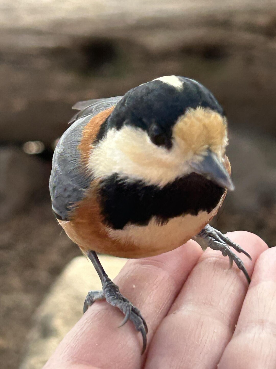 浅間山(水沢山) / Chieさんの榛名山・天狗山・天目山の活動データ | YAMAP / ヤマップ