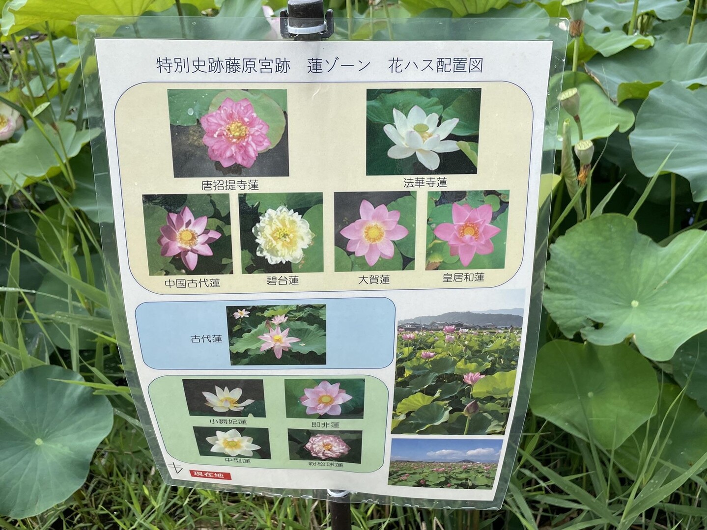 藤原宮跡、高天、二上山で花活💓 / otaksaさんの金剛山・二上山・大和葛城山の活動データ | YAMAP / ヤマップ