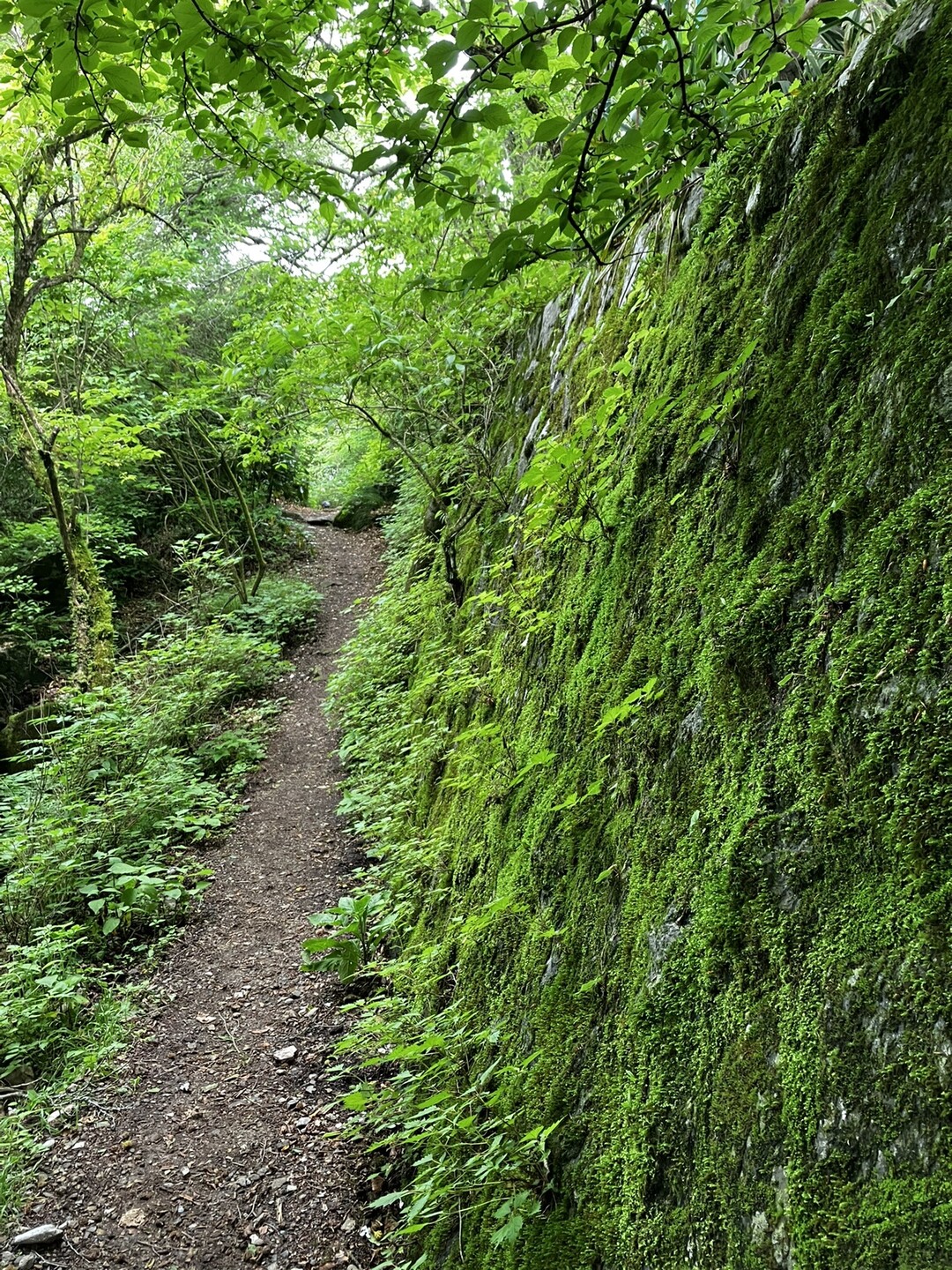 梅雨の合間に筑波山。つくばうどんからの温泉&アキバ飲み🍺 / Yujicさんの筑波山の活動データ | YAMAP / ヤマップ