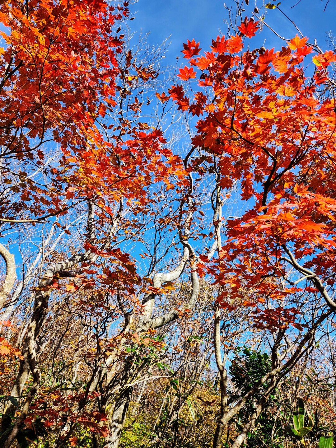 青田南葉山 🍁 / kokoさんの青田南葉山・重倉山・籠町南葉山の活動データ | YAMAP / ヤマップ