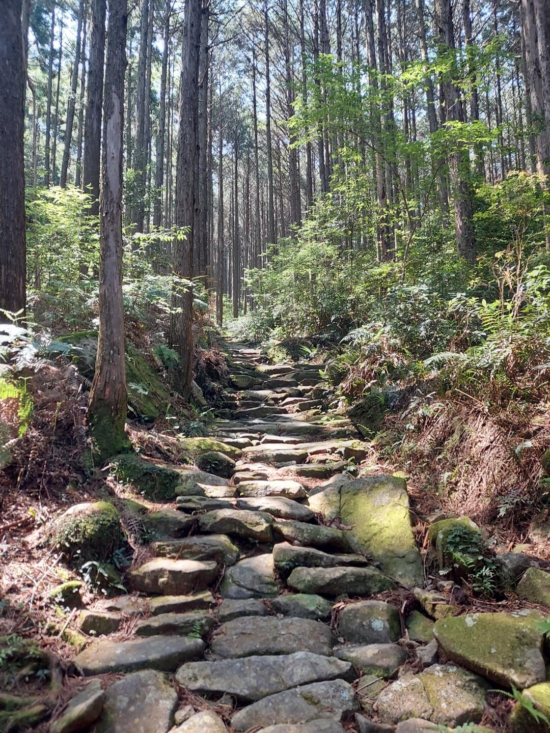 パート②2023年5月 熊野古道と大台ヶ... / etkさんのモーメント | YAMAP / ヤマップ