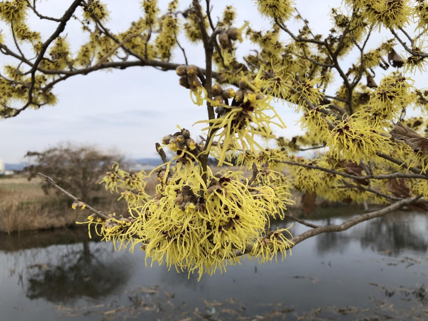 春は黄色だね。 マンサク、咲いてました。... / 山ん爺ィジさんのモーメント | YAMAP / ヤマップ