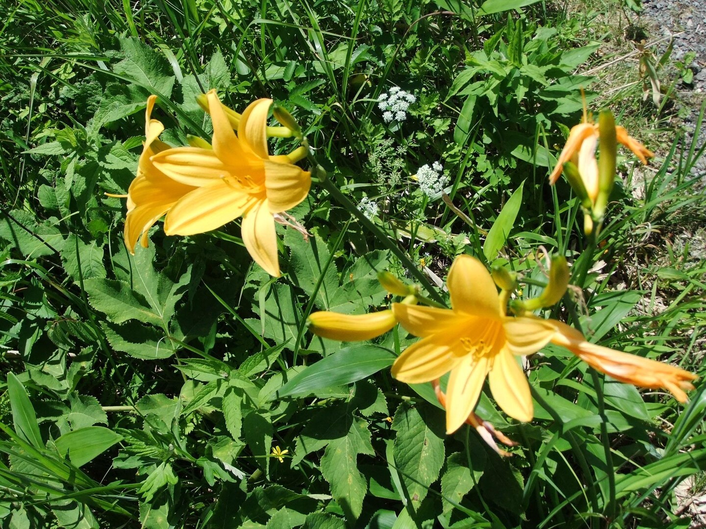 霧ヶ峰（車山）・蝶々深山 / namiさんの霧ヶ峰・車山・大笹峰の活動データ | YAMAP / ヤマップ