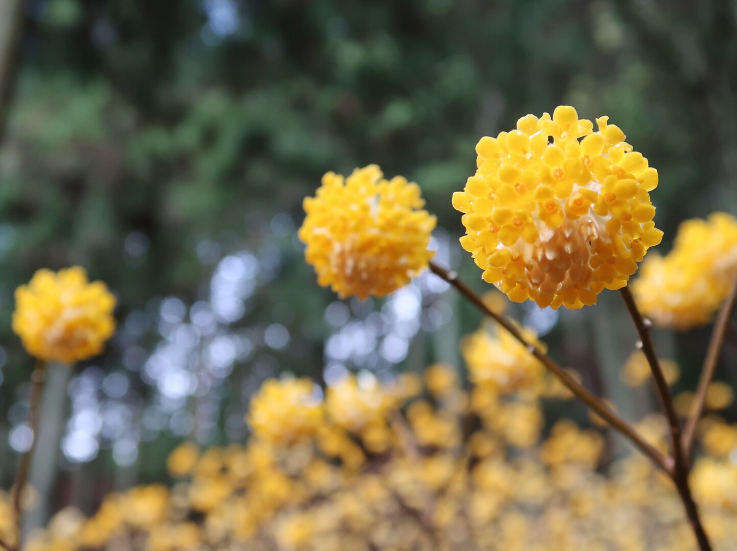 不動尻のミツマタと三峰山 / heeさんの大山の活動日記 | YAMAP / ヤマップ