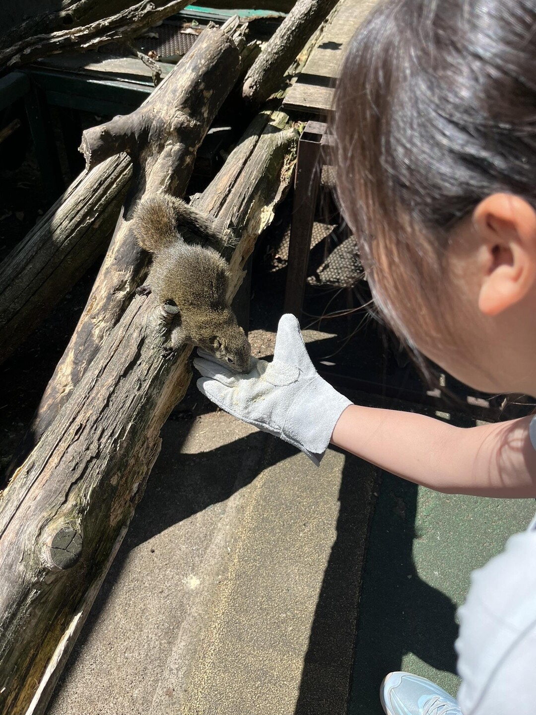 岐阜城・金華山 / 余生は山登りさんの金華山・洞山・舟伏山の活動データ | YAMAP / ヤマップ