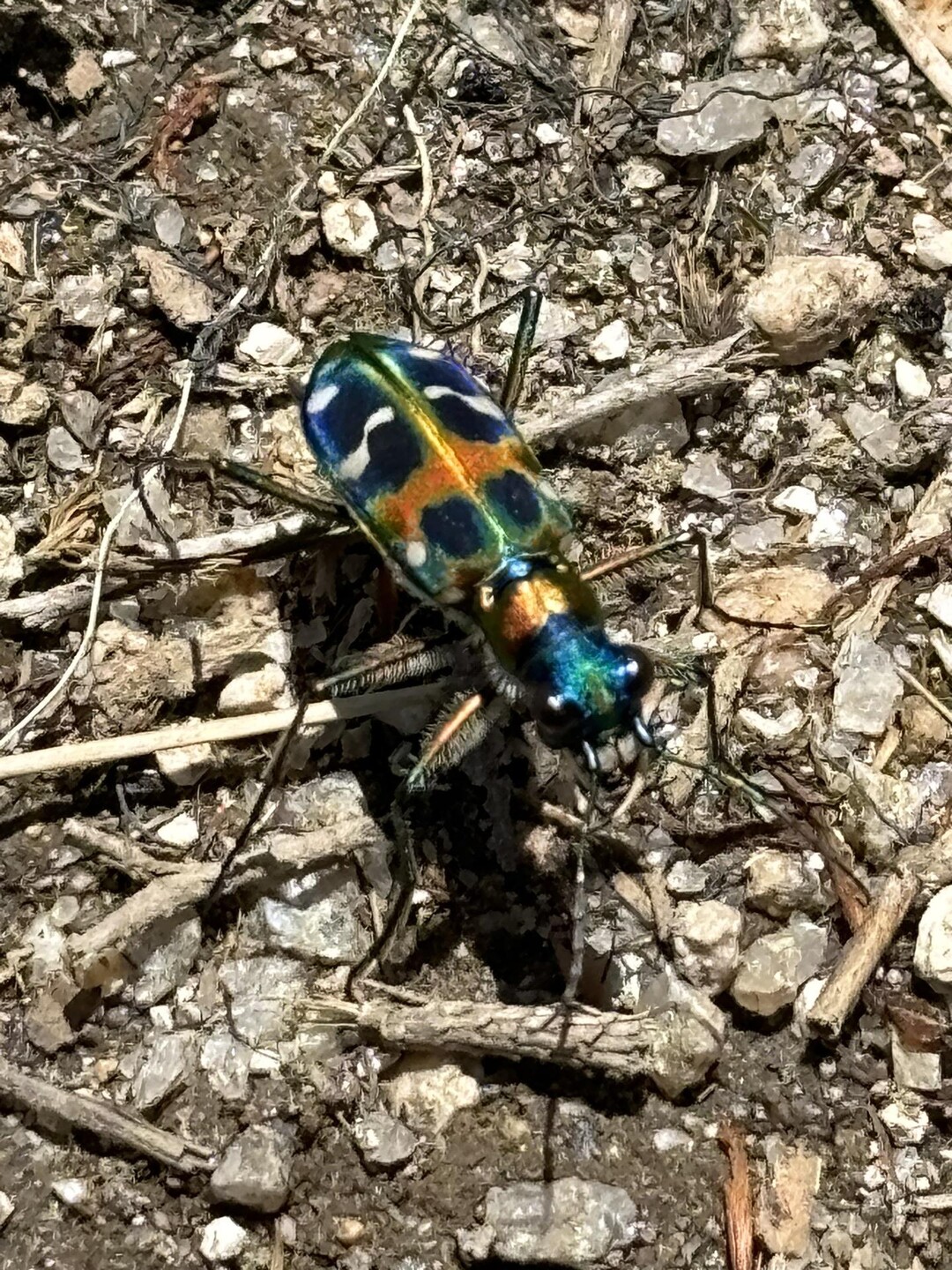 😘裏年の釈迦ヶ岳😘-2024-05-18 / 草川 哲也(法名 持法哲間)さんの釈迦ヶ岳の活動日記 | YAMAP / ヤマップ
