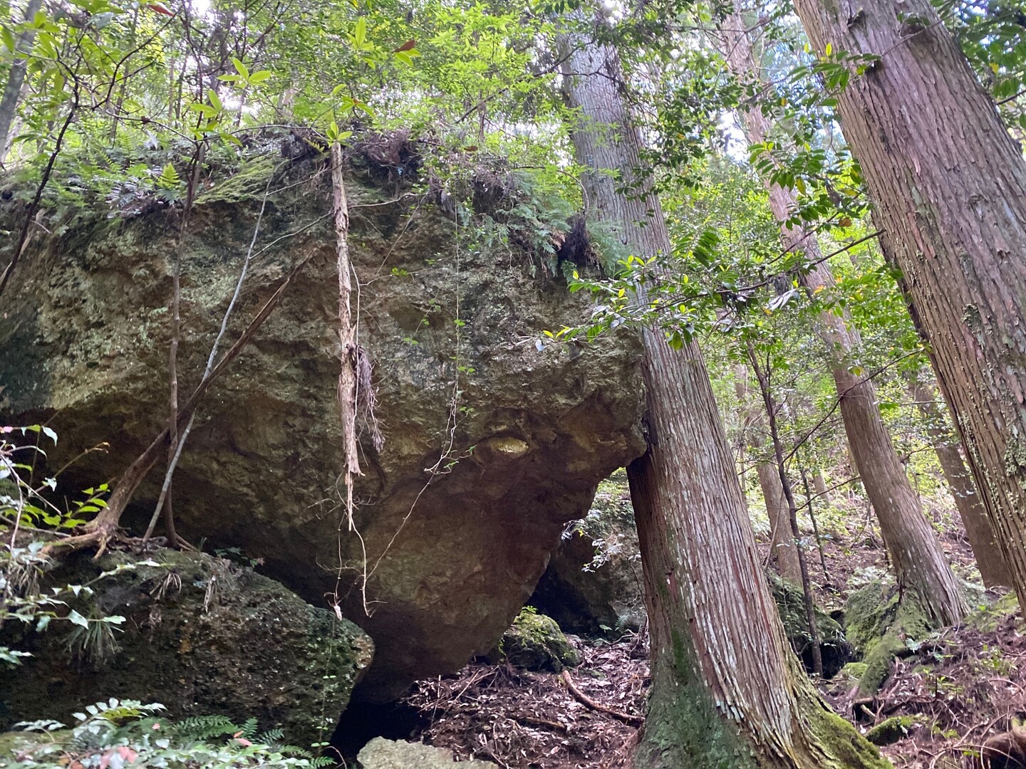 ゆうちゃんさんの投稿したフィールドメモ | YAMAP / ヤマップ