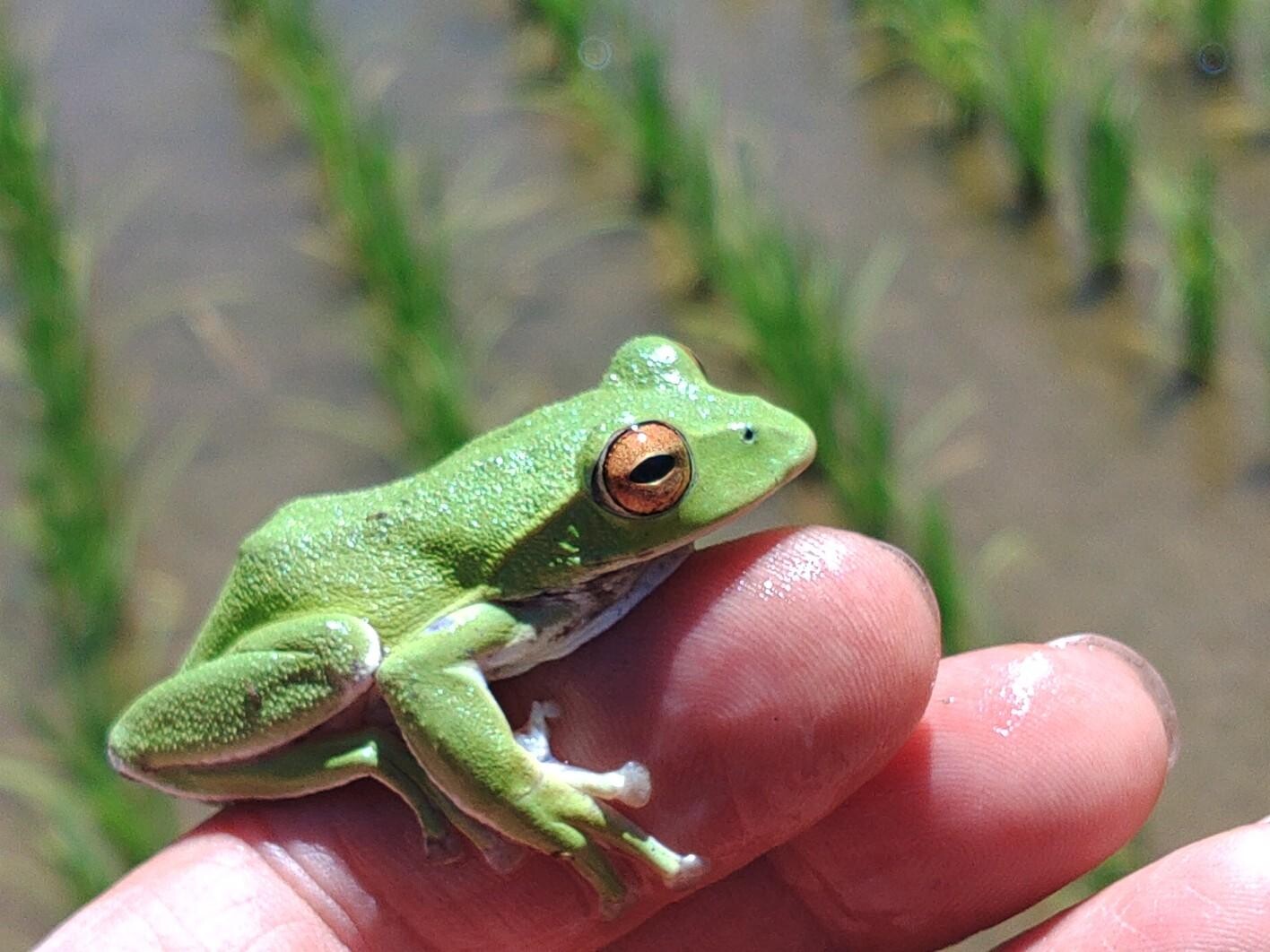白川郷 / nyaさんのその他の活動日記 | YAMAP / ヤマップ