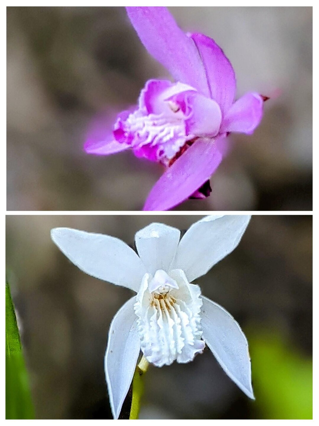 行きあたりばったり、野の花探して（寺岡山... / yugohさんのモーメント | YAMAP / ヤマップ