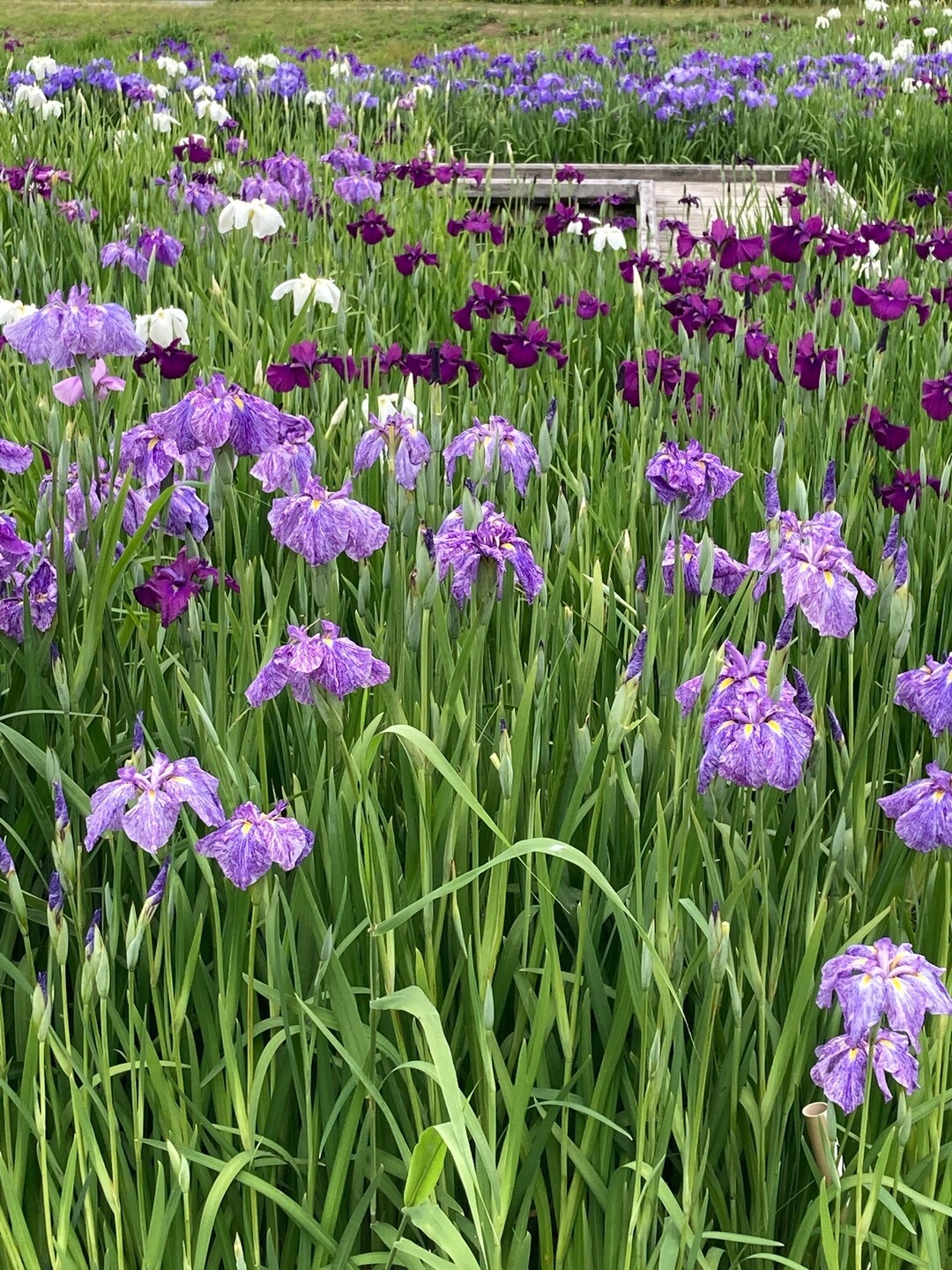 ワラーチ改試走🏃🏻 / NBOX3180さんの小松市の活動データ | YAMAP / ヤマップ