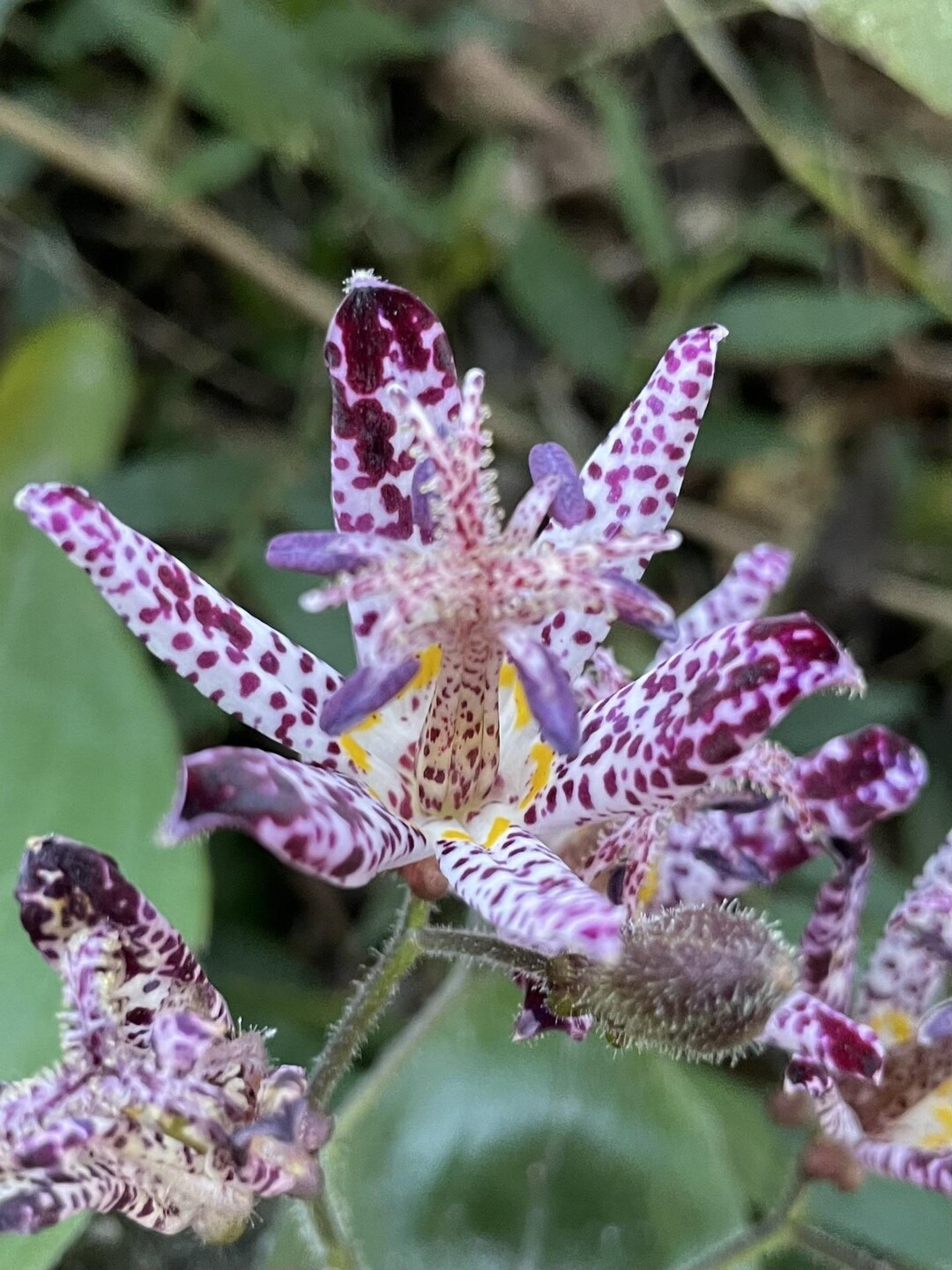 安比奈親水公園ウォーキング / ken-3さんの狭山市の活動データ | YAMAP / ヤマップ