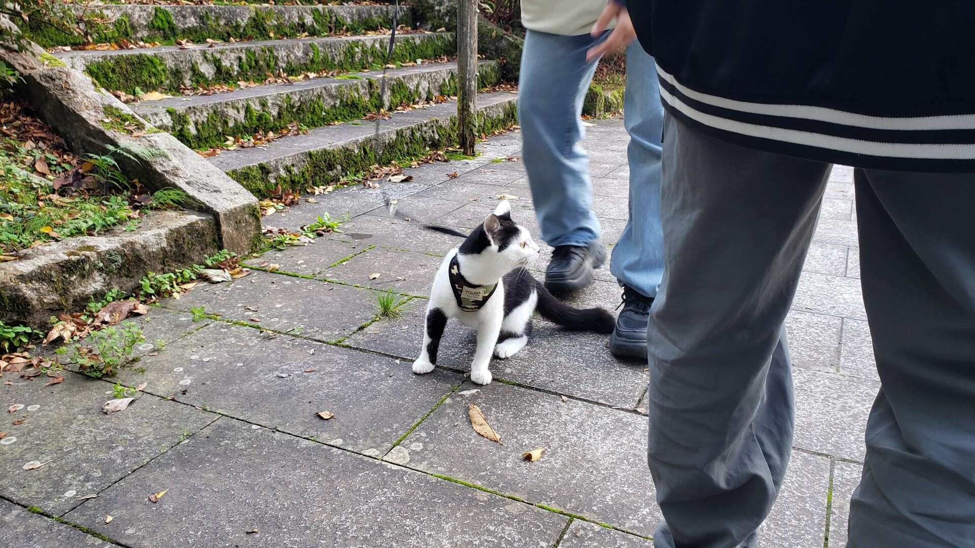 登山デビューちび😼 / obamaさんの足羽山・八幡山・兎越山の活動データ | YAMAP / ヤマップ