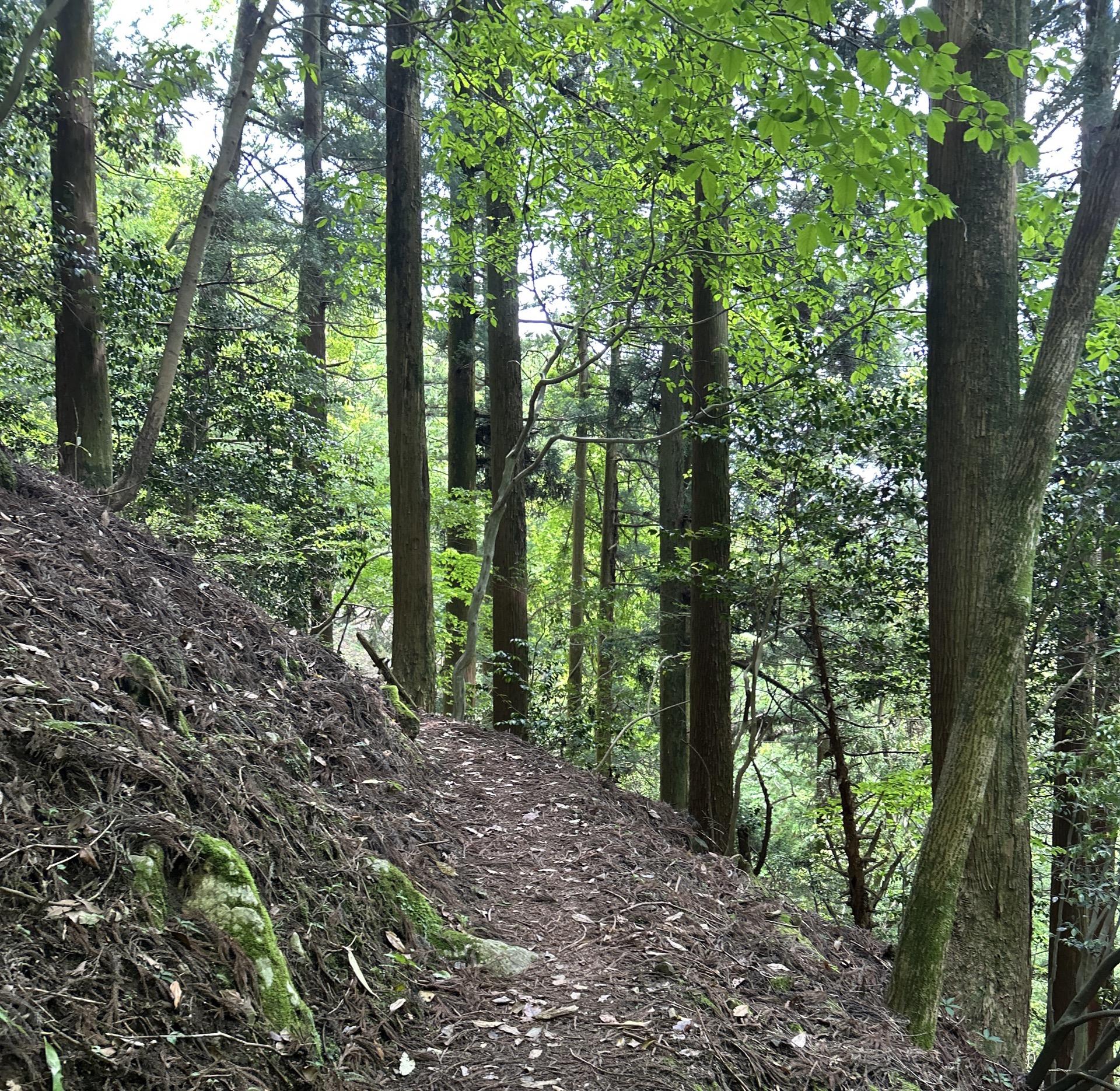 古処山ランニング / yes_csさんの古処山・屏山・馬見山・江川岳の活動データ | YAMAP / ヤマップ