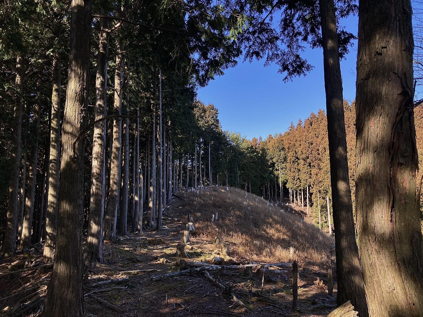白猪山から御所覧場山（西峰）縦走ピストン 2024.02.03 / big fishさんの白猪山の活動データ | YAMAP / ヤマップ