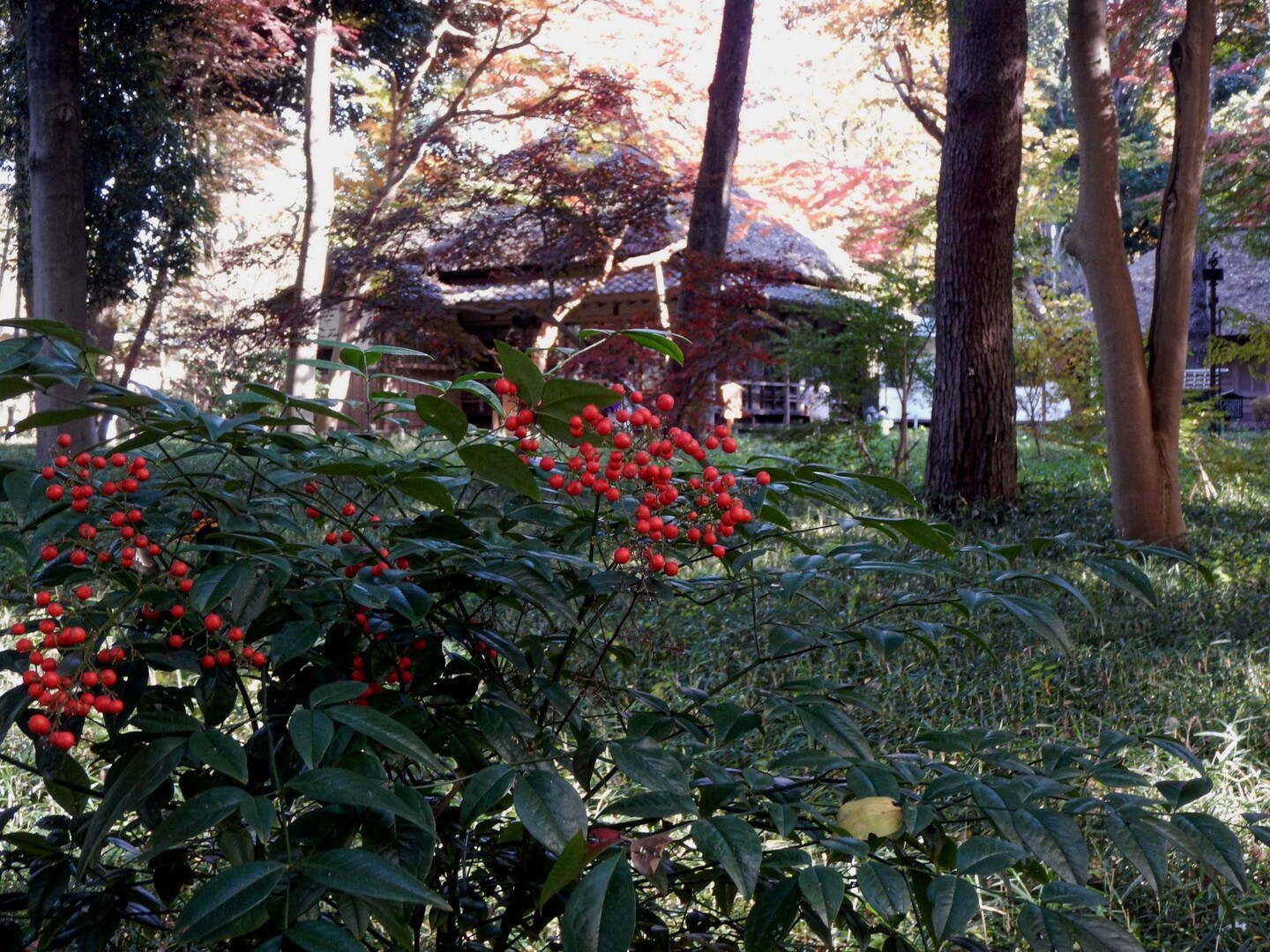 2024-12-04 ウオーキング「蘆花恒春園」まで / J-Blueさんのウォーキングの活動データ | YAMAP / ヤマップ