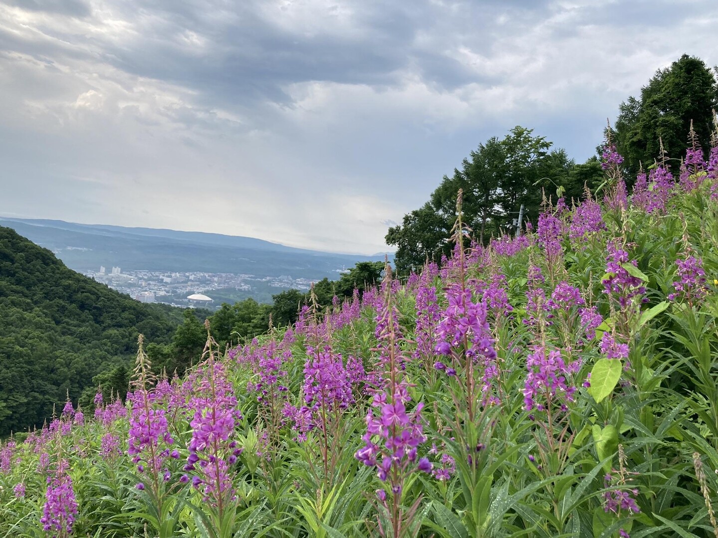 朝活藻岩山。。雨が降る前にお花見💓 / 2525bbさんの藻岩山の活動データ | YAMAP / ヤマップ