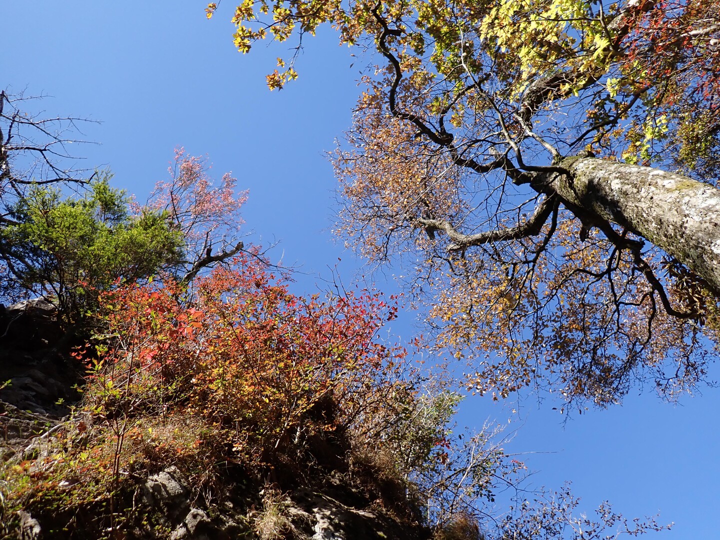 一ノ岳・二ノ岳・鷹ノ巣山（三の岳） / S.nekoさんの英彦山の活動データ | YAMAP / ヤマップ