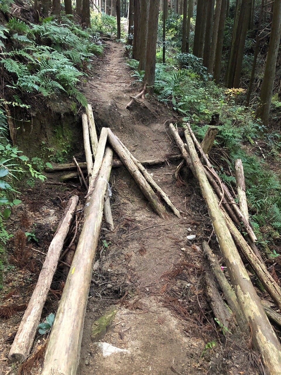 254さんの投稿したフィールドメモ | YAMAP / ヤマップ