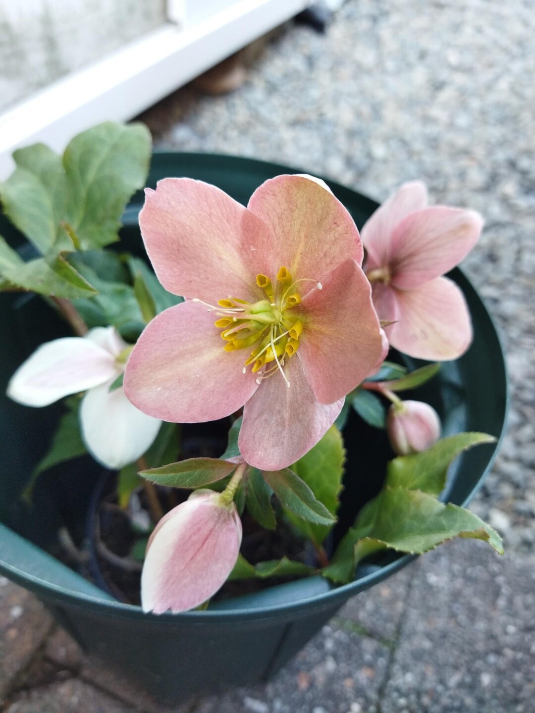 植え替えがなかなかできなくて ポットのま... / おだや〜p(^-^)qさんのモーメント | YAMAP / ヤマップ