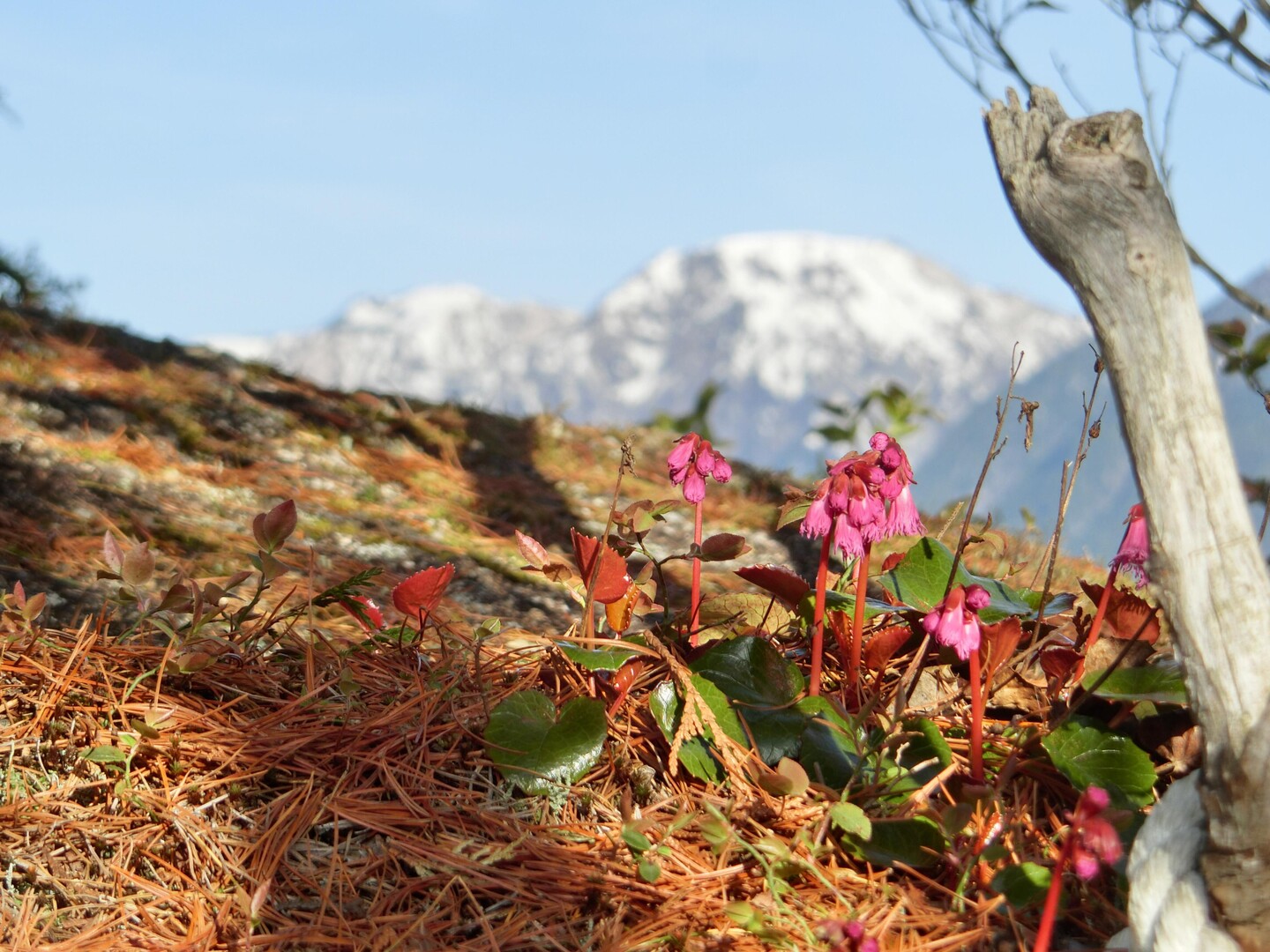 絶景の鍬ノ峰、イワカガミ咲き出し、シャクナゲは少しだけ / tadmさんの燕岳・餓鬼岳・唐沢岳の活動データ | YAMAP / ヤマップ