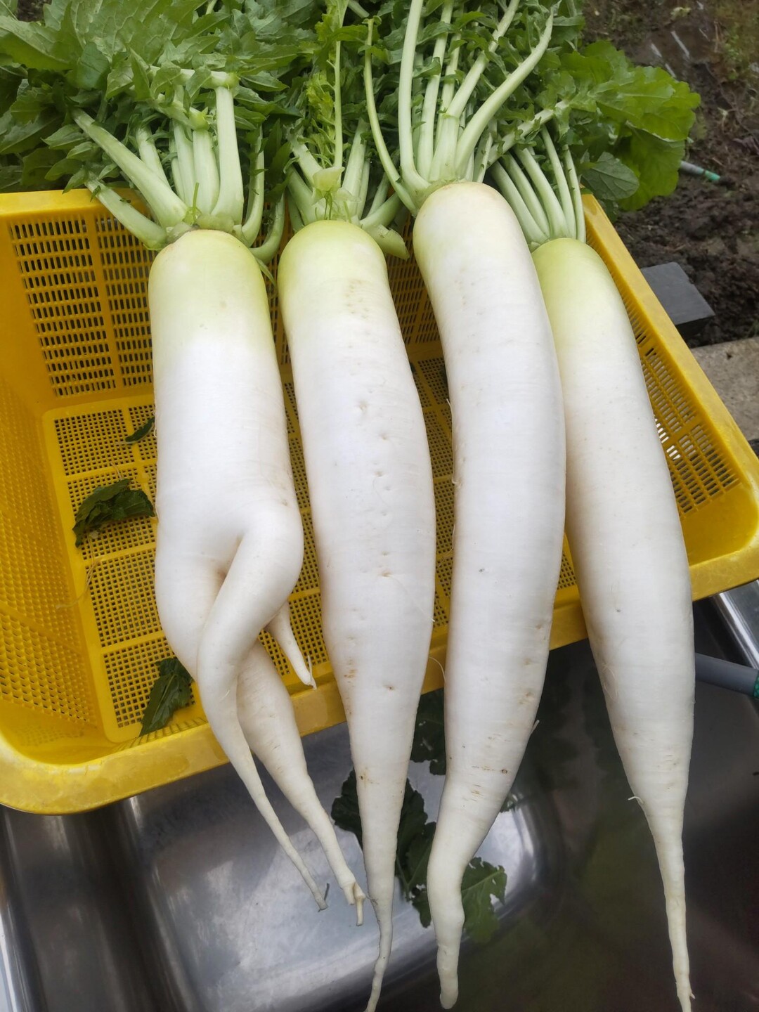 ①セクシー大根 ｢私を食べない... / Mt.OKA🎃さんのモーメント | YAMAP / ヤマップ