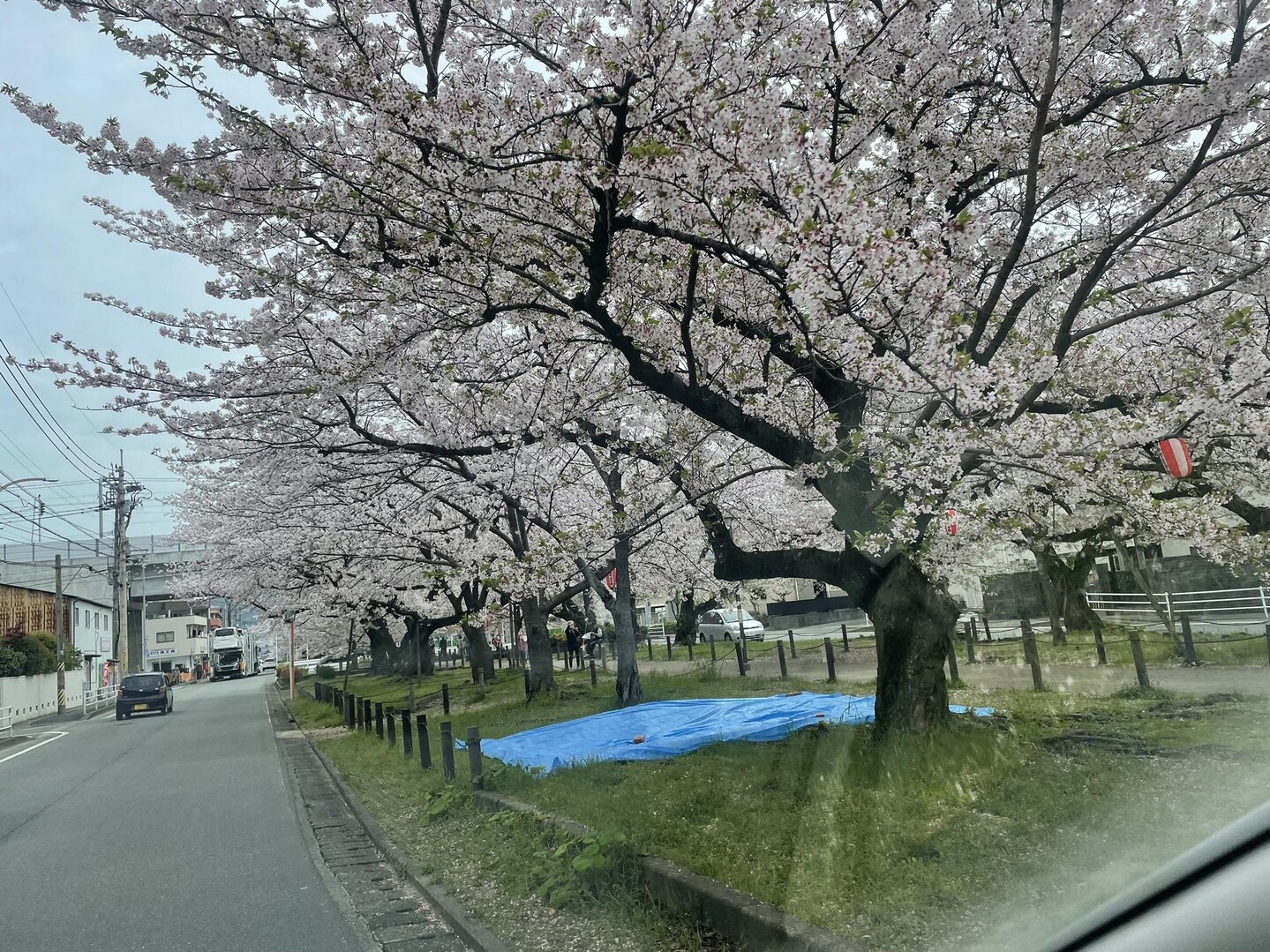 西鉄「桜並木駅」の名前の由来となった桜並... / daikiboさんのモーメント | YAMAP / ヤマップ