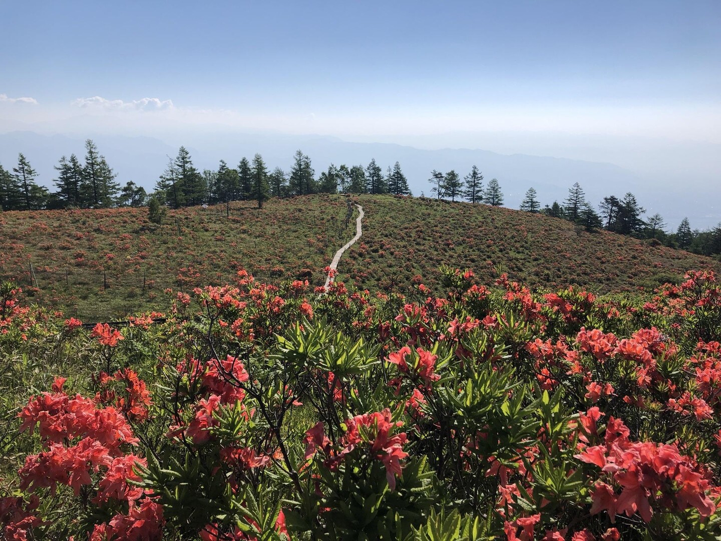 甘利山 レンゲツツジ朝活 06/14/2024 / ykさんの鳳凰山・地蔵岳・観音岳・薬師岳の活動データ | YAMAP / ヤマップ