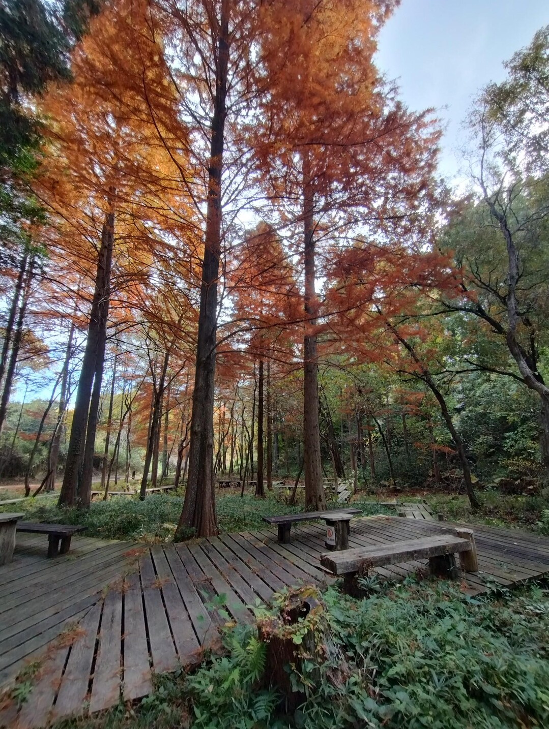 低山めぐり 交野山 / small422さんの交野山・国見山の活動データ | YAMAP / ヤマップ